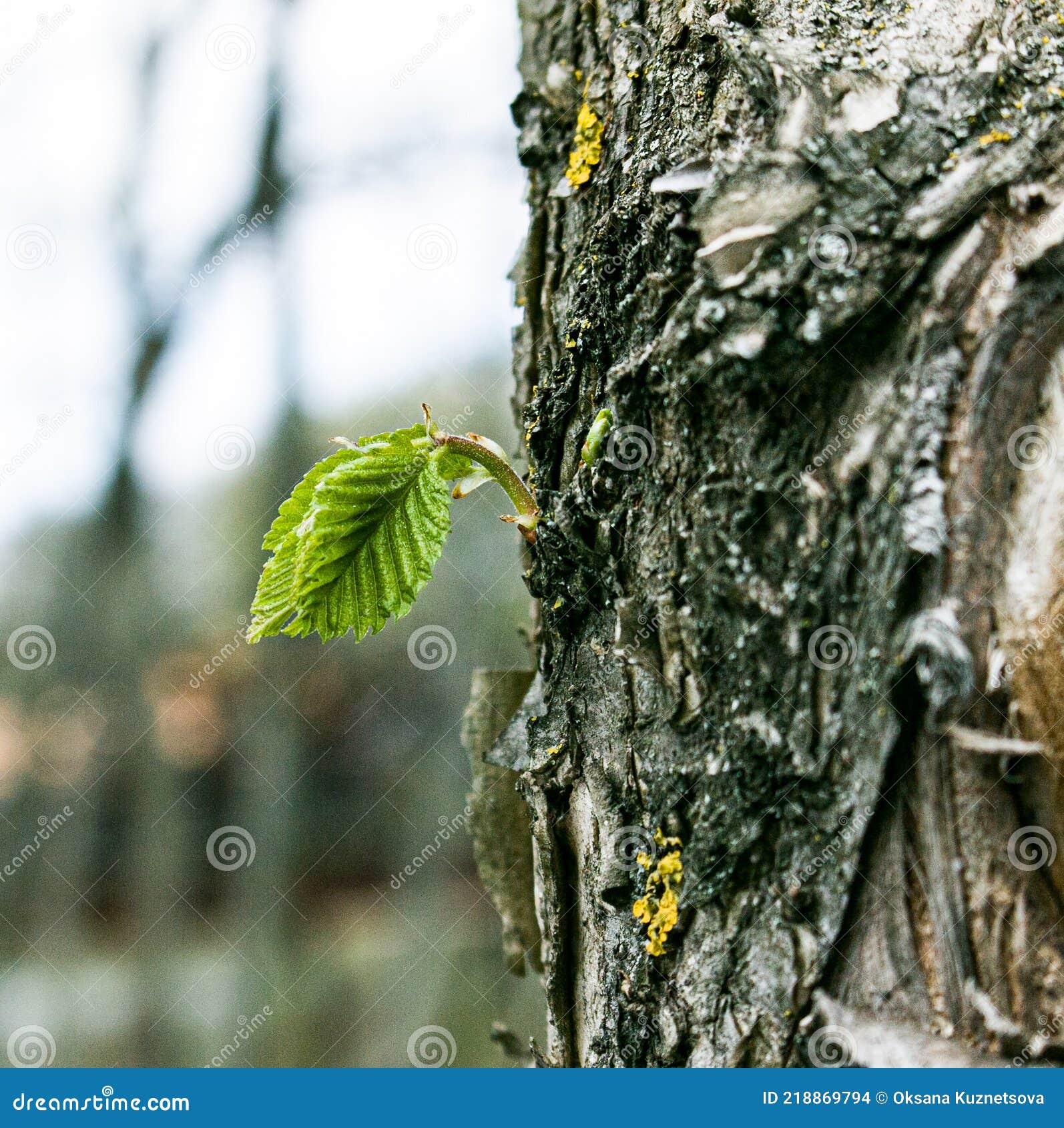 Leaf Buds Open on Trees in Spring. Stock Photo - Image of young, hope ...