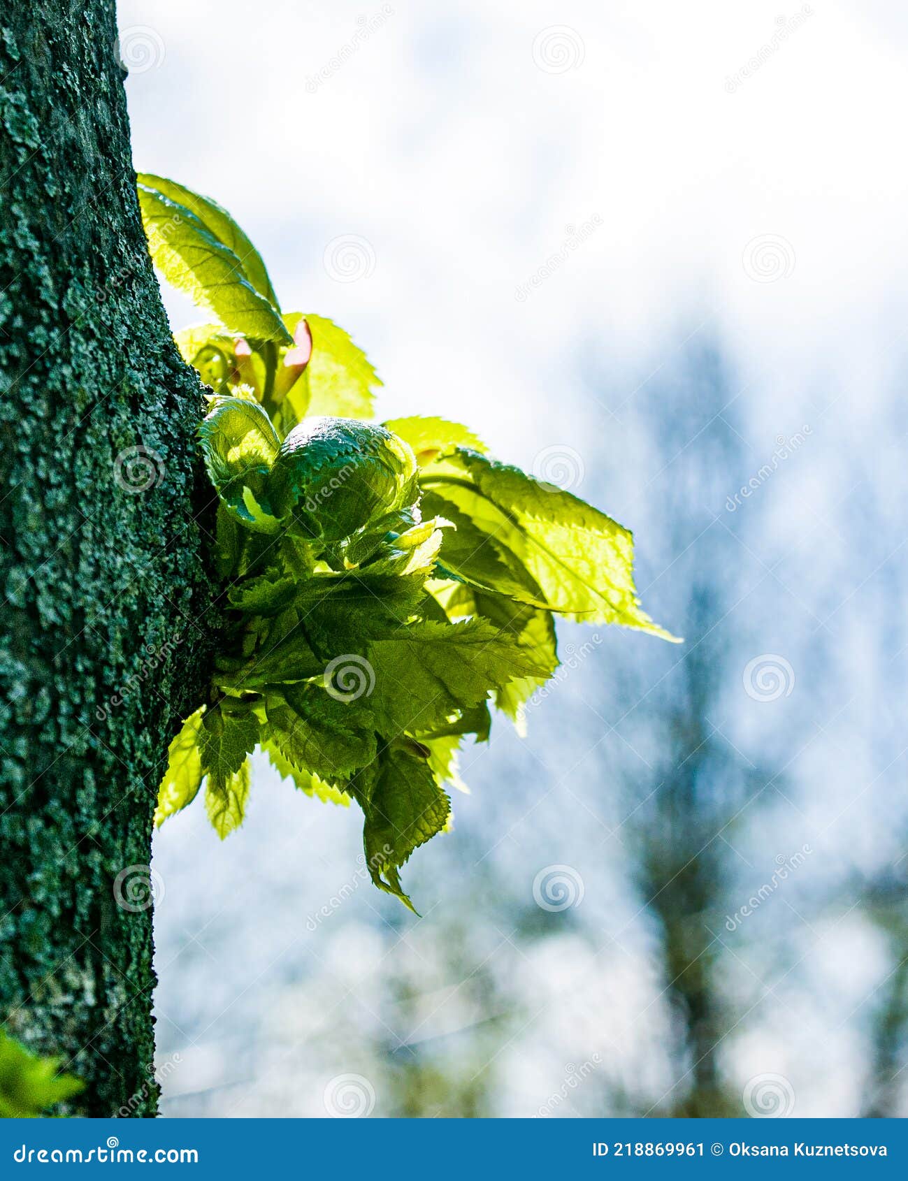 Leaf Buds Open on Trees in Spring. Stock Image - Image of plant, nature ...