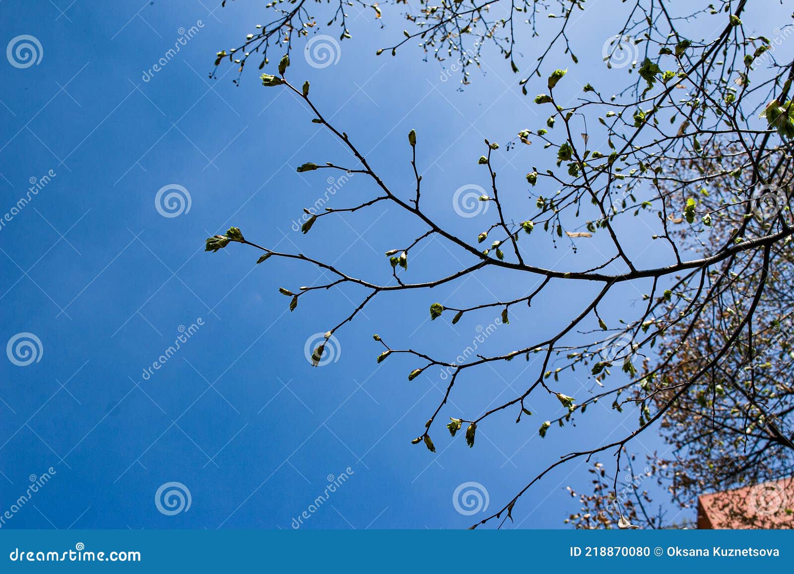 Leaf Buds Open on Trees in Spring. Stock Photo - Image of young, green ...