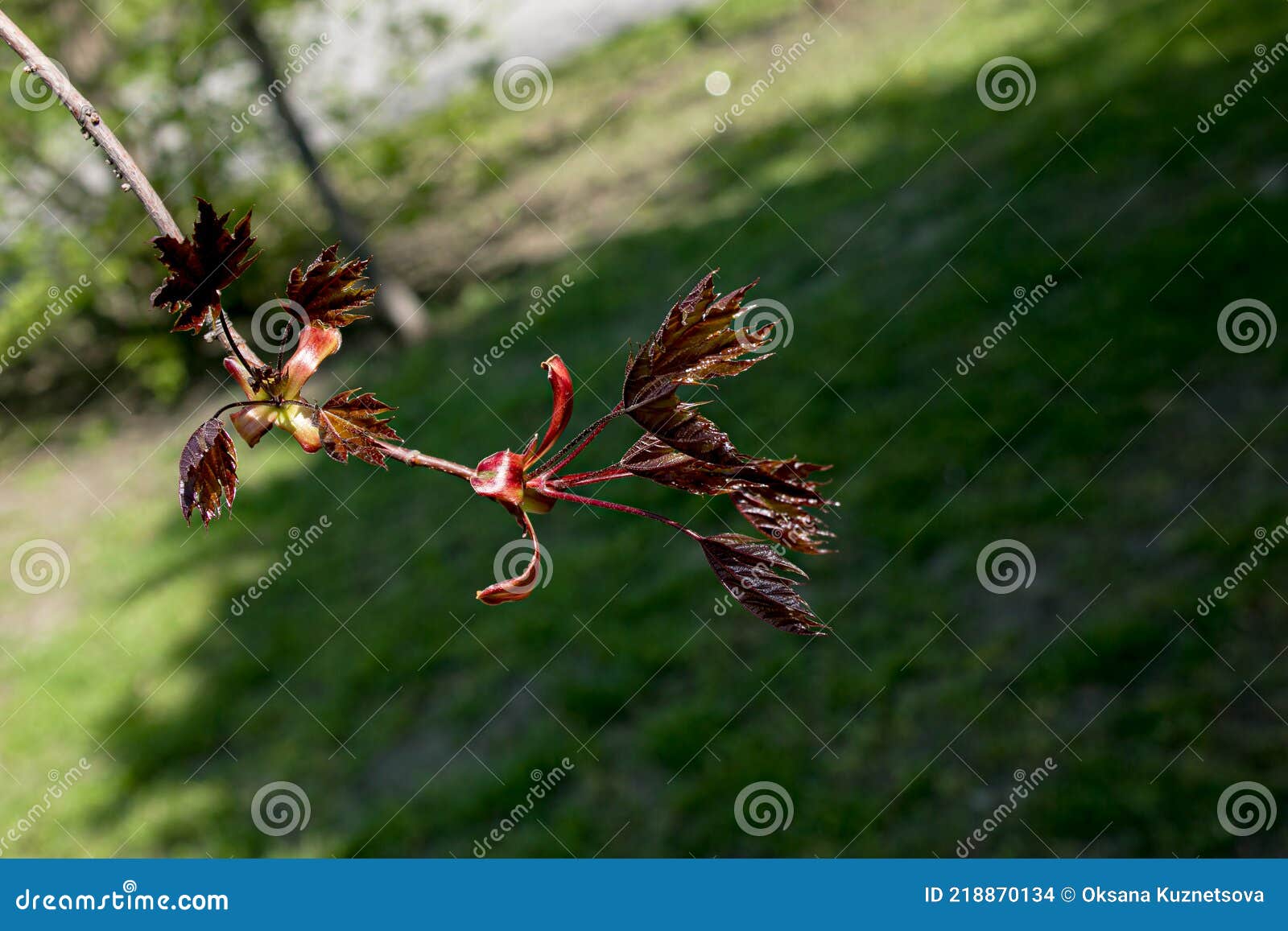 Leaf Buds Open on Trees in Spring. Stock Photo - Image of season, warm ...