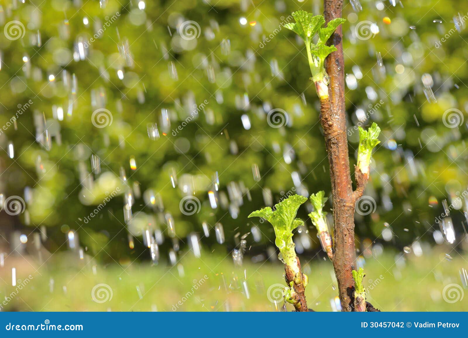 Leaf Buds in the Rain stock photo. Image of blur, cherry - 30457042