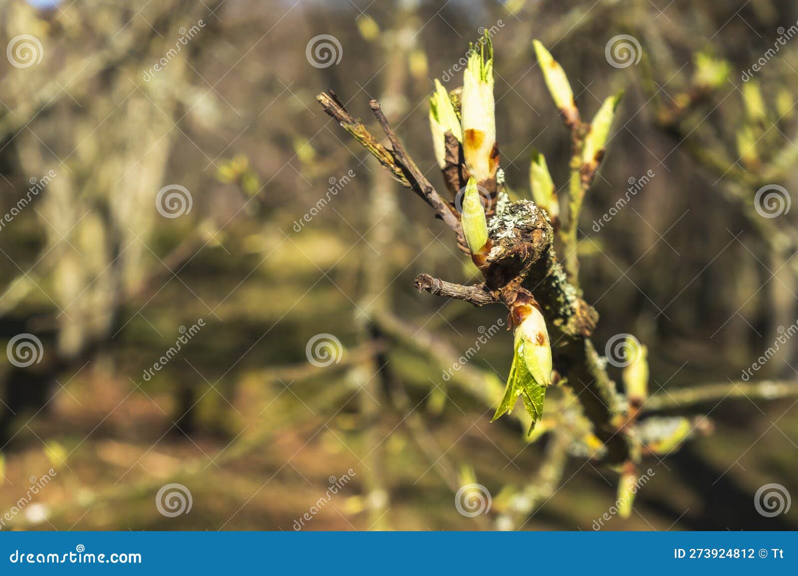 Leaf buds at spring stock photo. Image of environment - 273924812