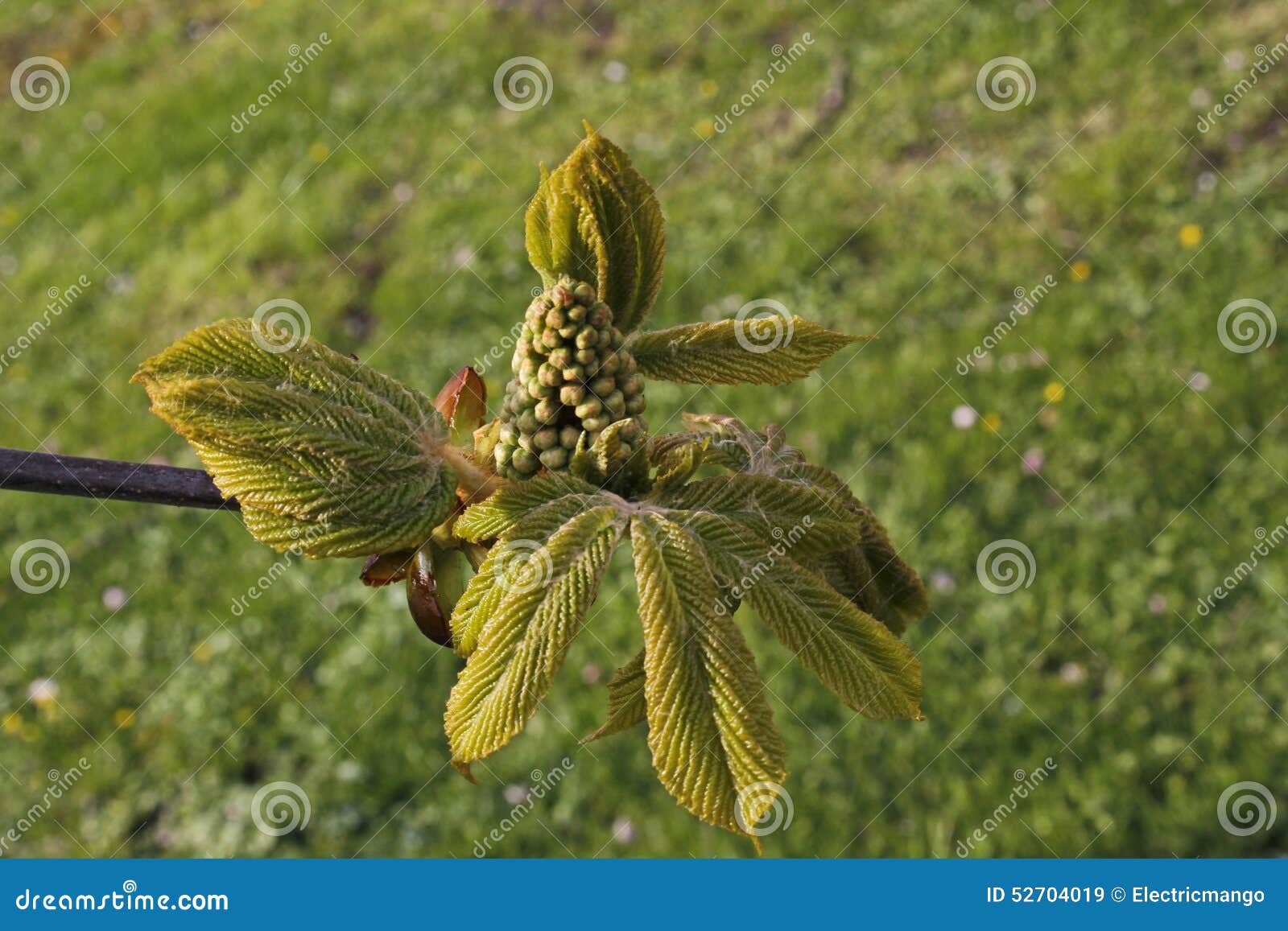 Leaf buds stock image. Image of coming, tree, buds, colorful - 52704019