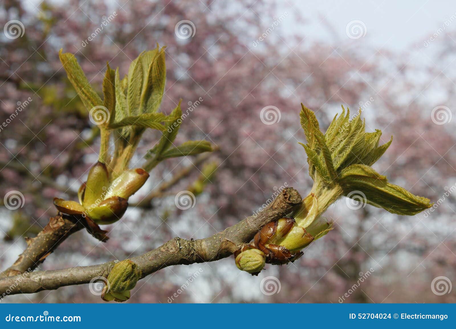 Leaf buds stock photo. Image of leaf, colorful, springtime - 52704024