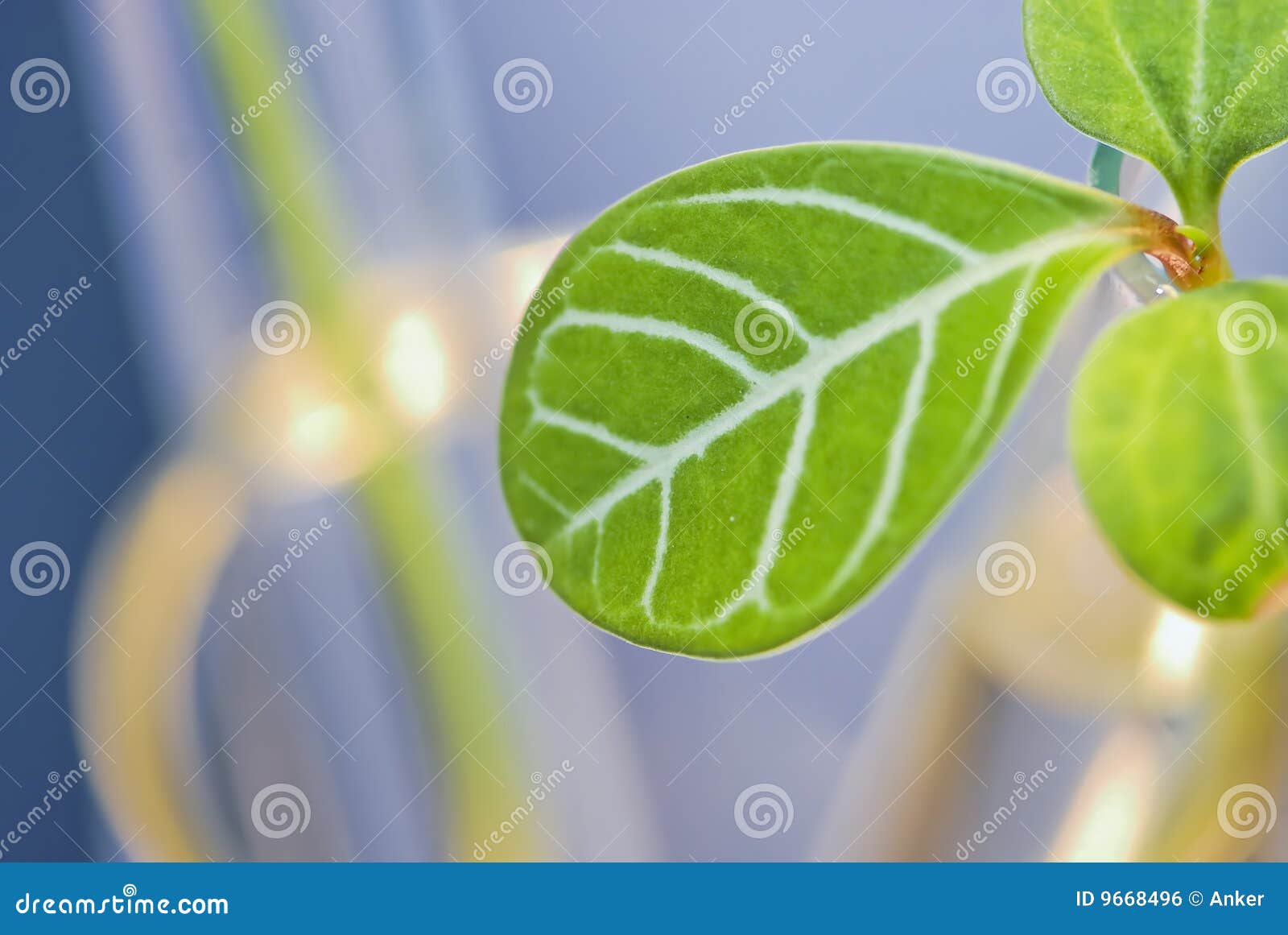Leaf buds in test-tube stock photo. Image of blue, experiment - 9668496