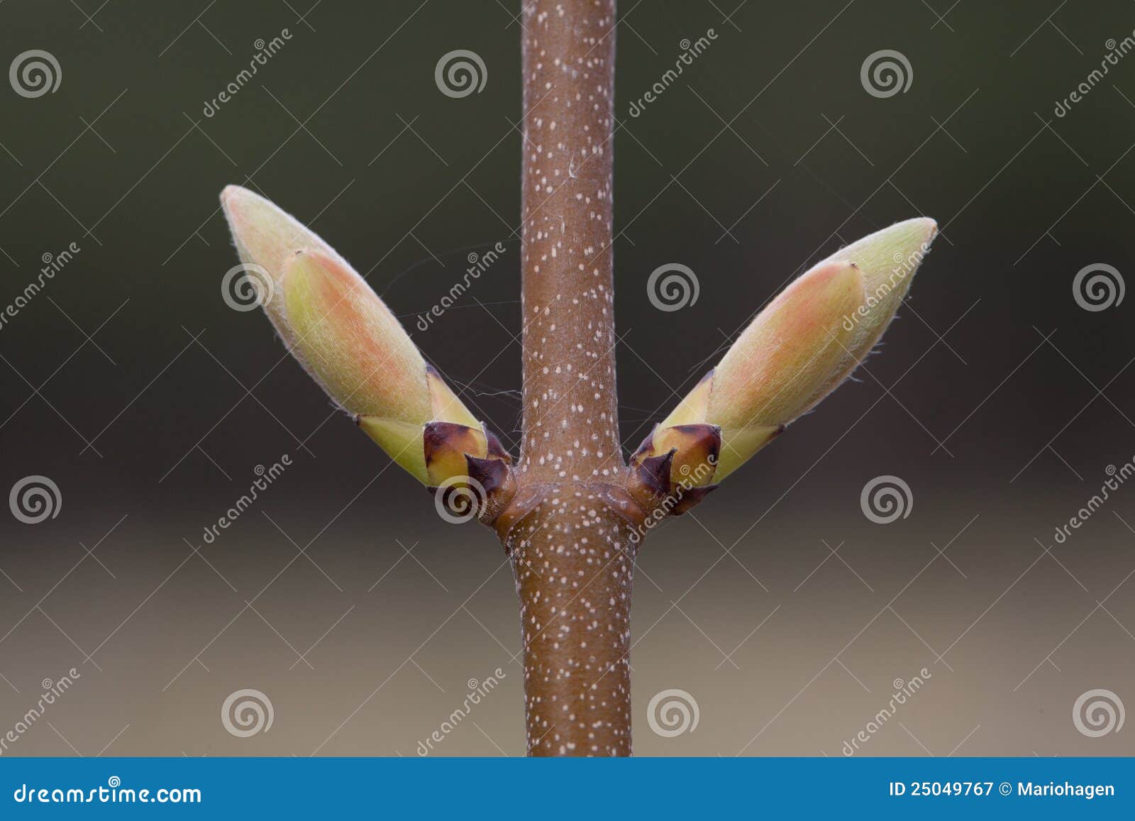 Leaf Buds of Young Sycamore Stock Image - Image of operation, grow ...
