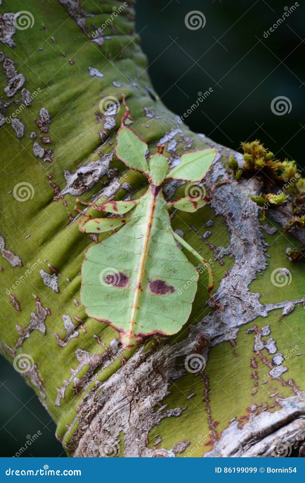 Leaf Bug Aka Phyllium Celebicum Stock Image - Image of phyllium ...