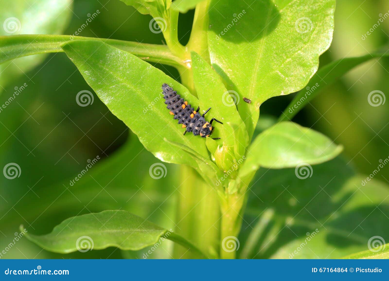 Leaf bug stock photo. Image of leaf, nature, macro, larva - 67164864