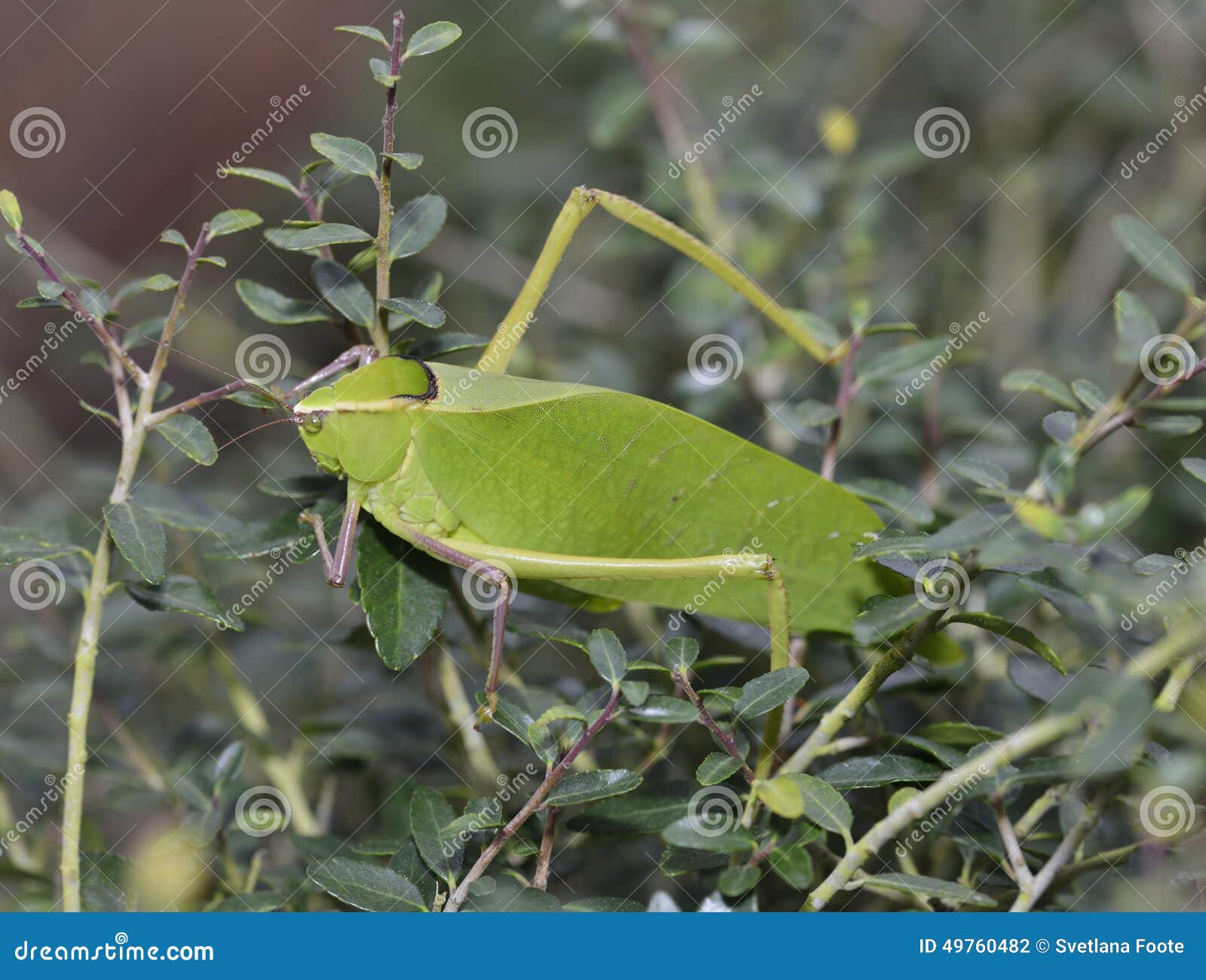 Leaf Bug stock photo. Image of anthropod, invertebrate - 49760482