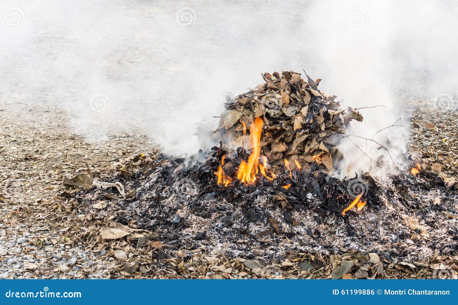 Leaf burn stock photo. Image of nature, bonfire, outdoor - 61199886