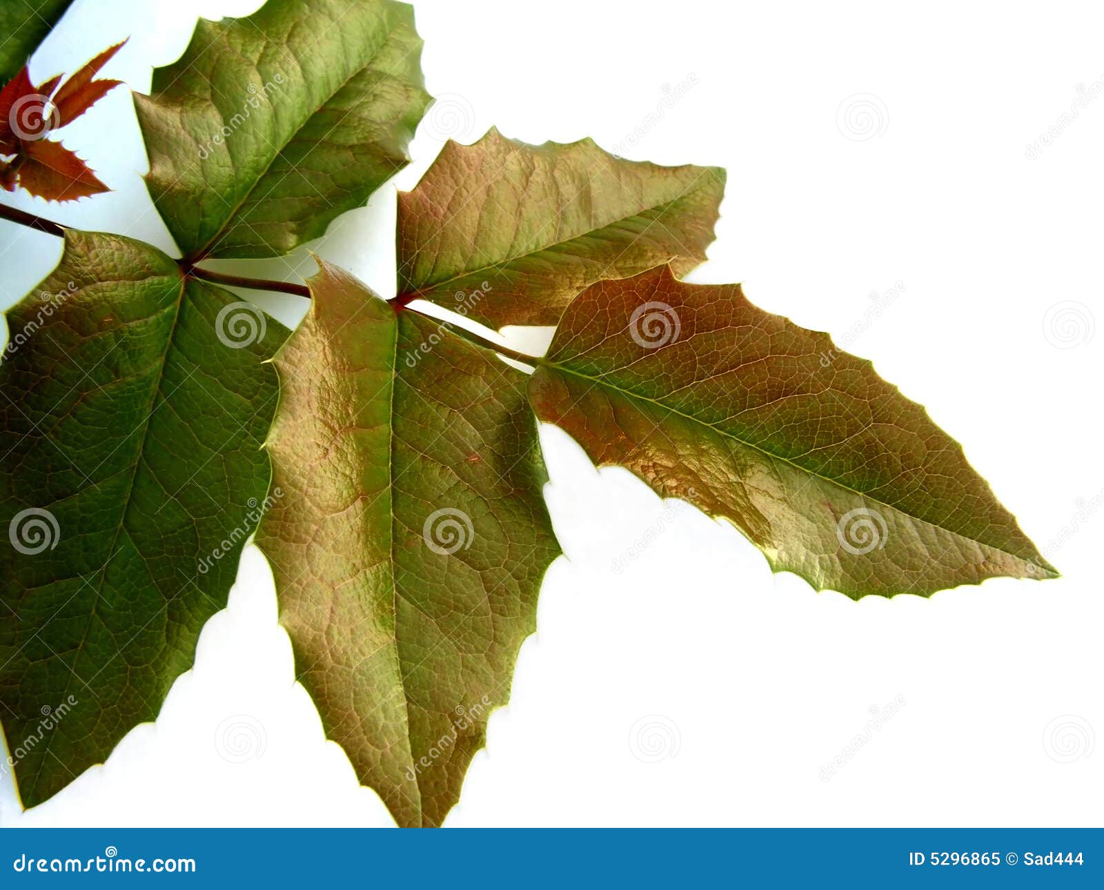Leaf_bush stock image. Image of close, rural, leaf, botany - 5296865