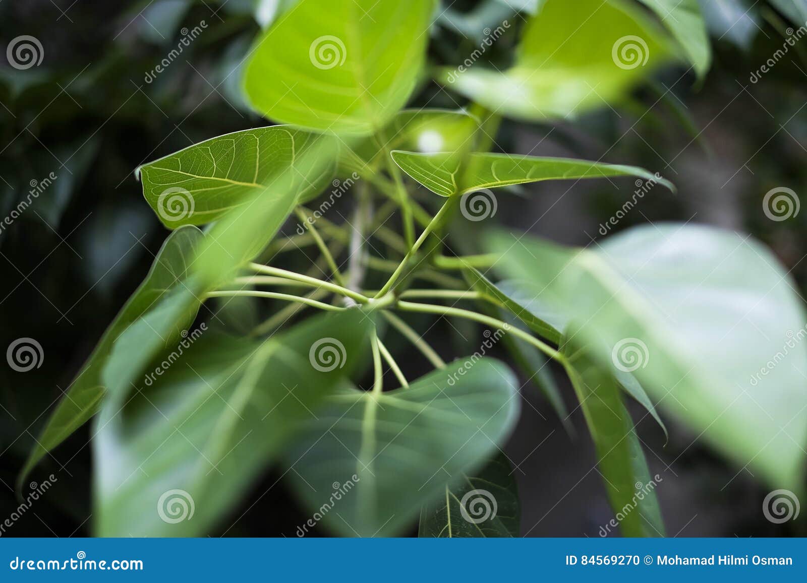 Leaf in the bush stock photo. Image of tropical, bush - 84569270