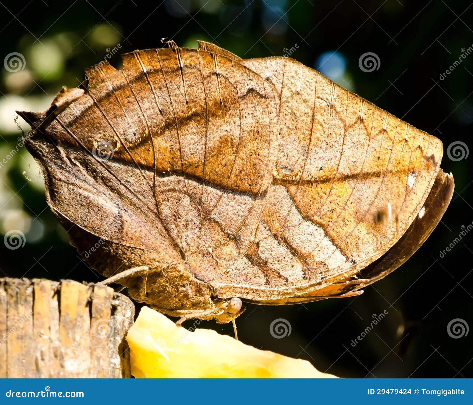 Leaf Butterfly (Kallima Inachus) Stock Photo - Image of dead, butterfly ...