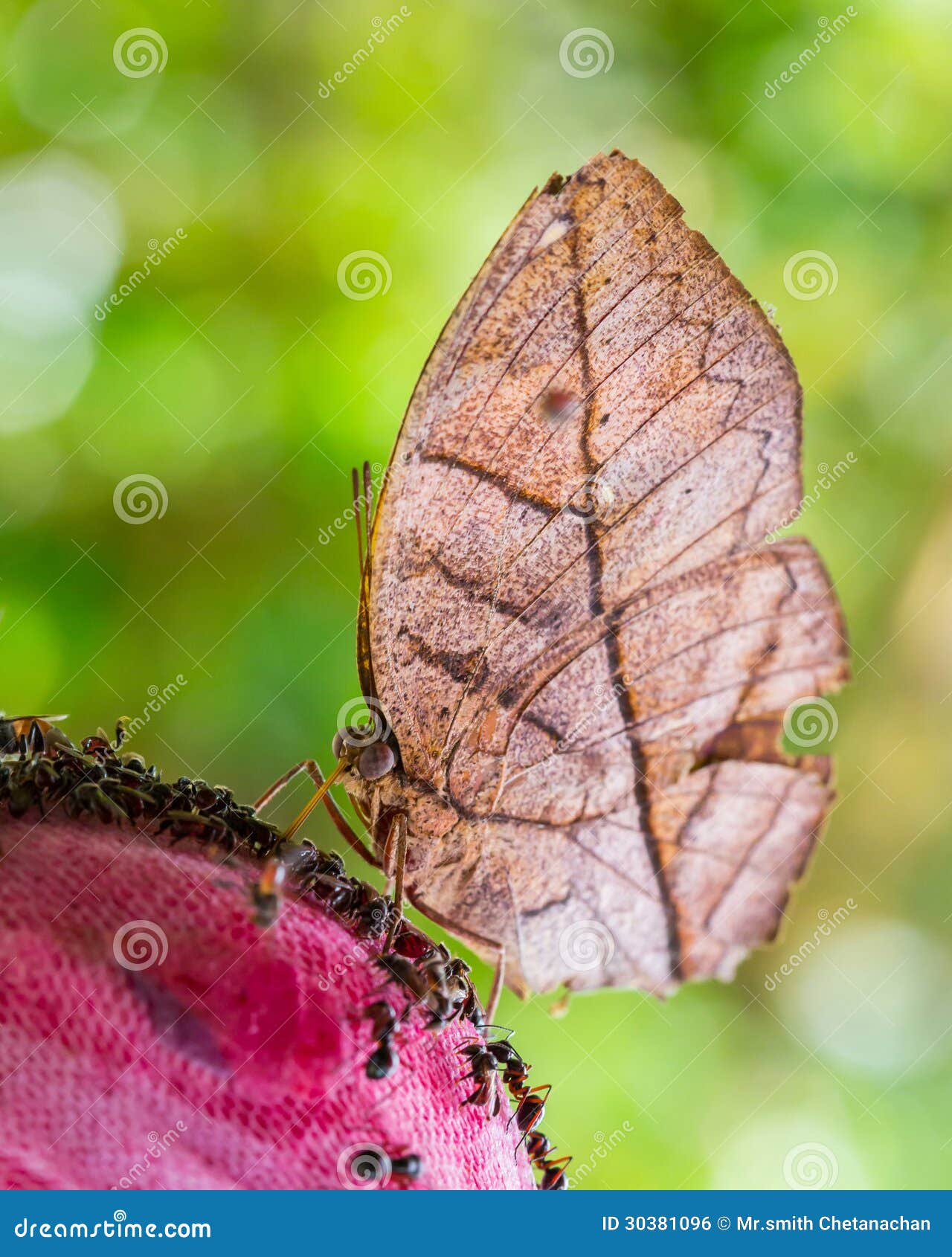 Leaf butterfly stock photo. Image of green, macro, animal - 30381096