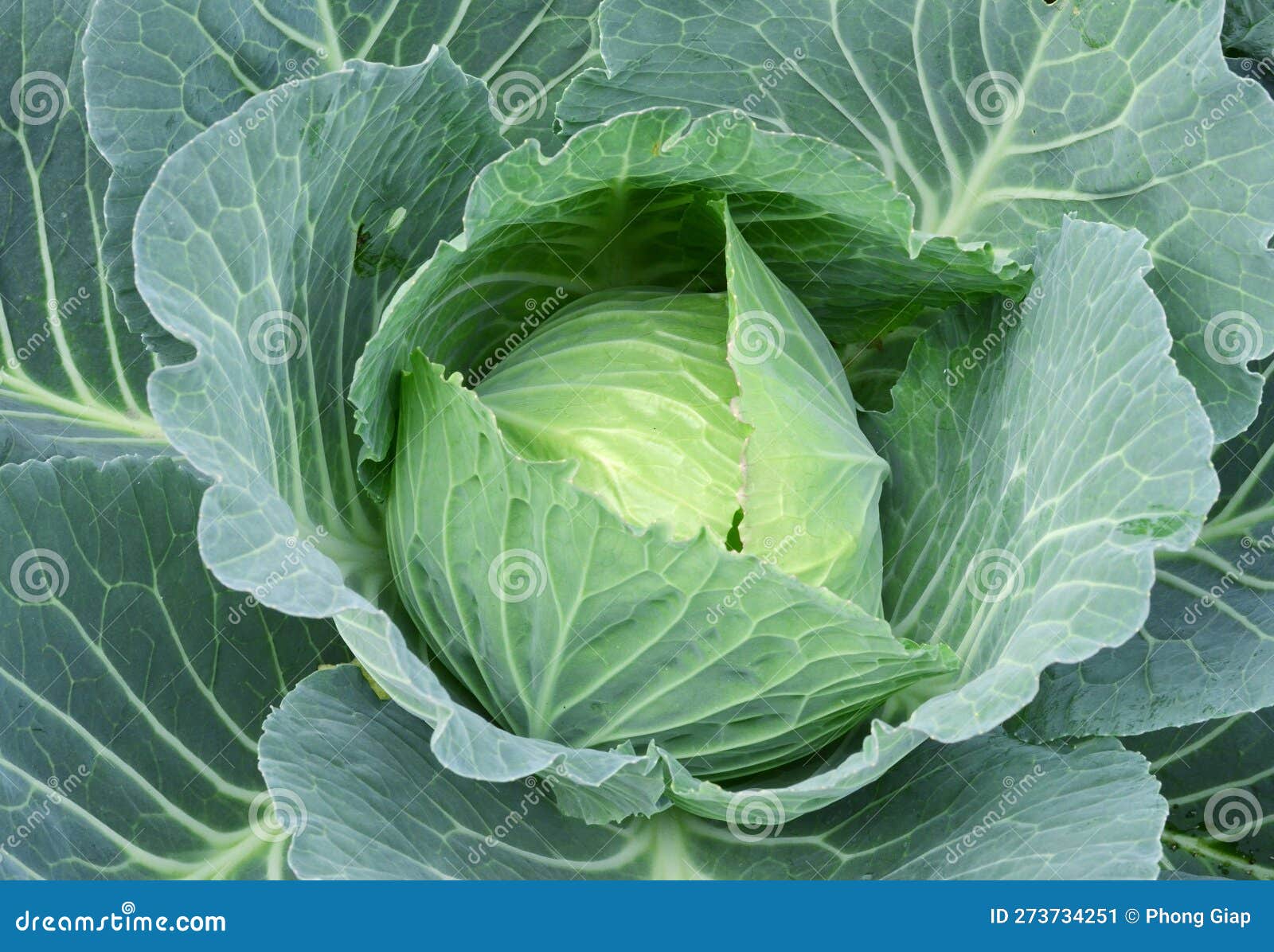 Leaf cabbage vegetable stock image. Image of earth, nature - 273734251
