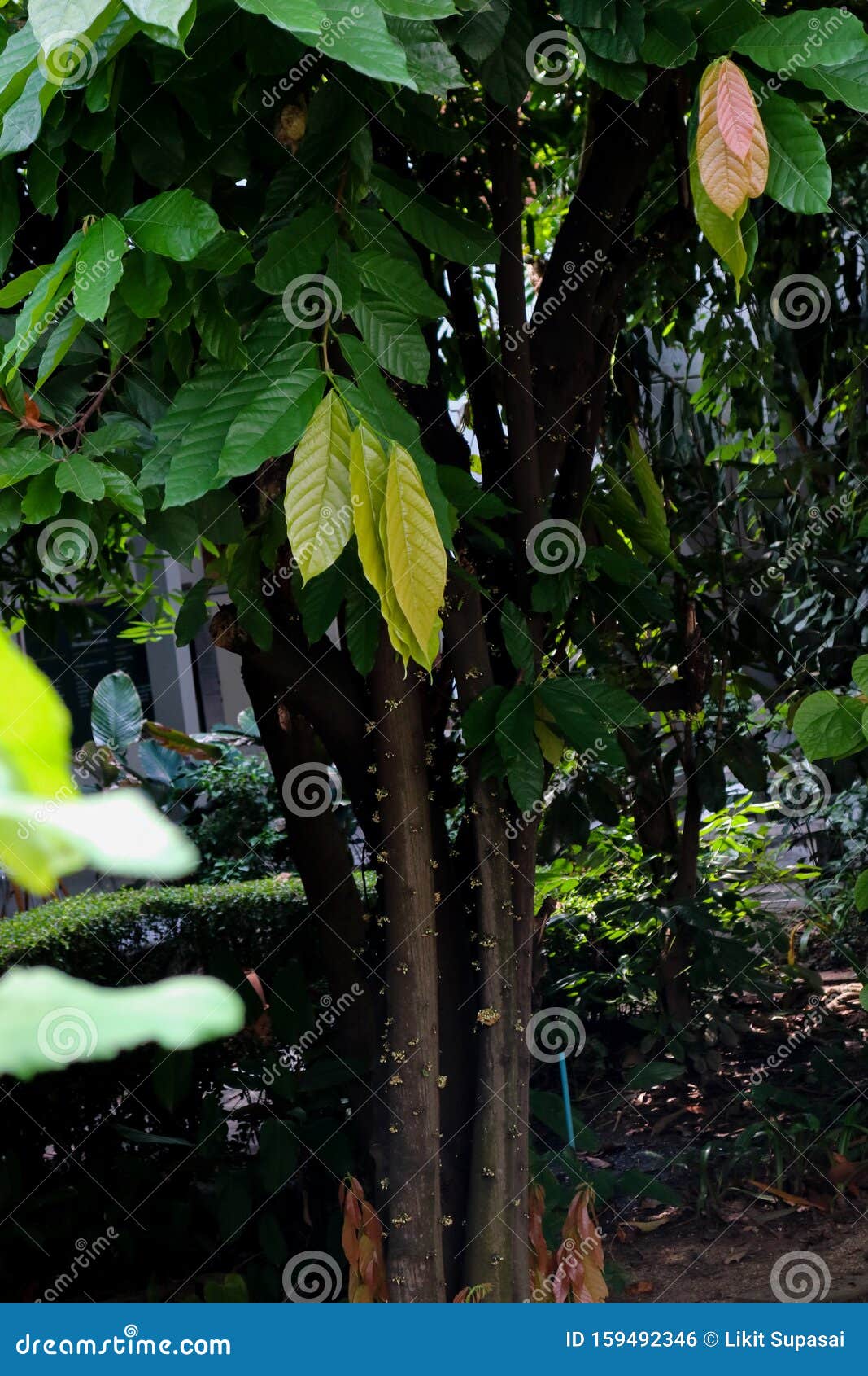 The Big Tree Cacao in Garden Stock Photo - Image of plantation, garden ...