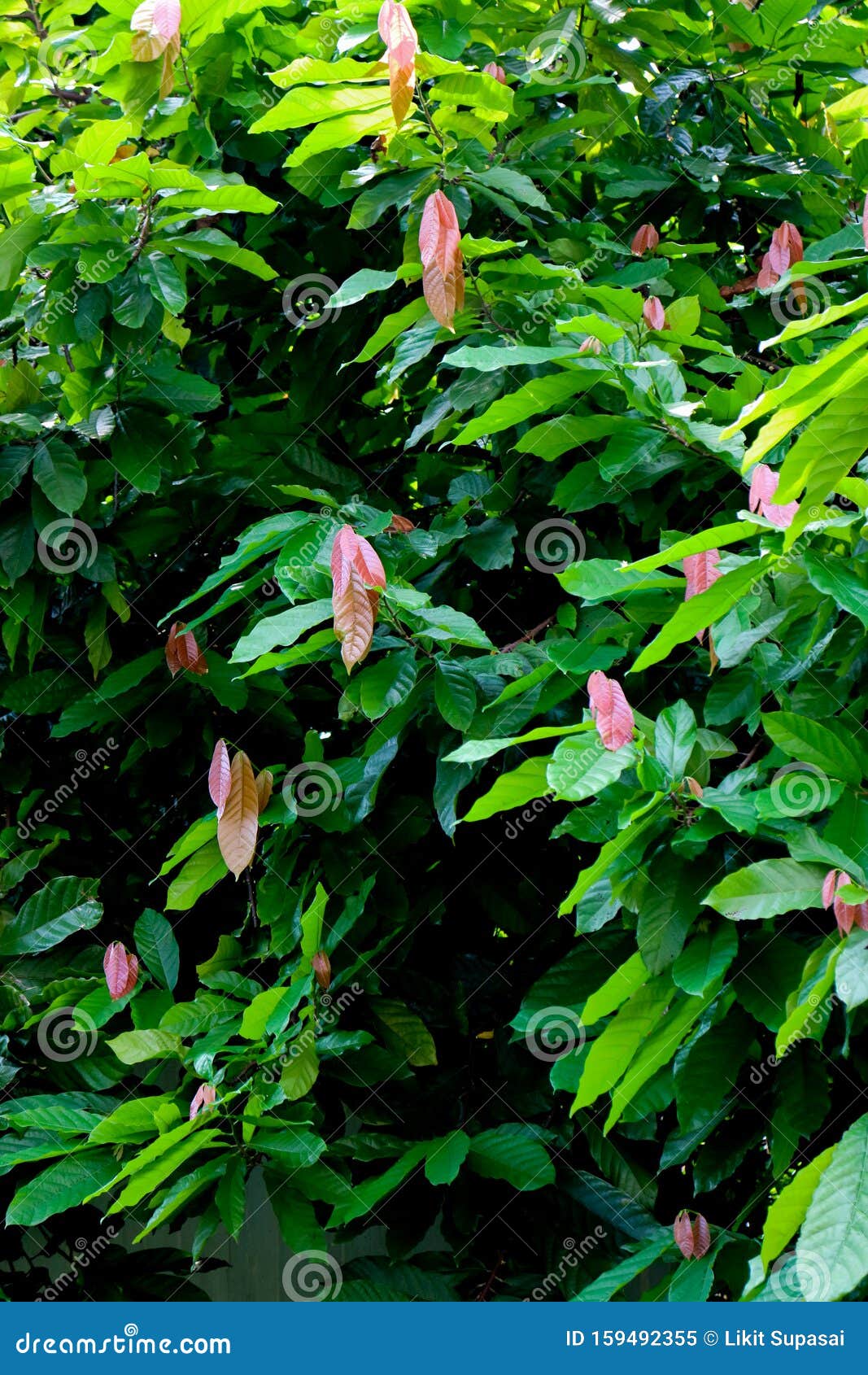 The Big Tree Cacao in Garden Stock Image - Image of plant, plantation ...