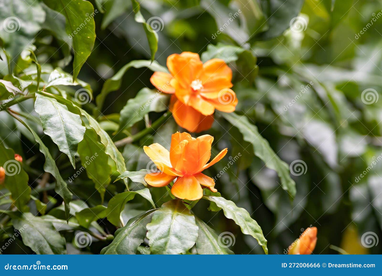 Leaf Cactus Flower, Leuenbergeria Bleo Stock Photo - Image of nature ...