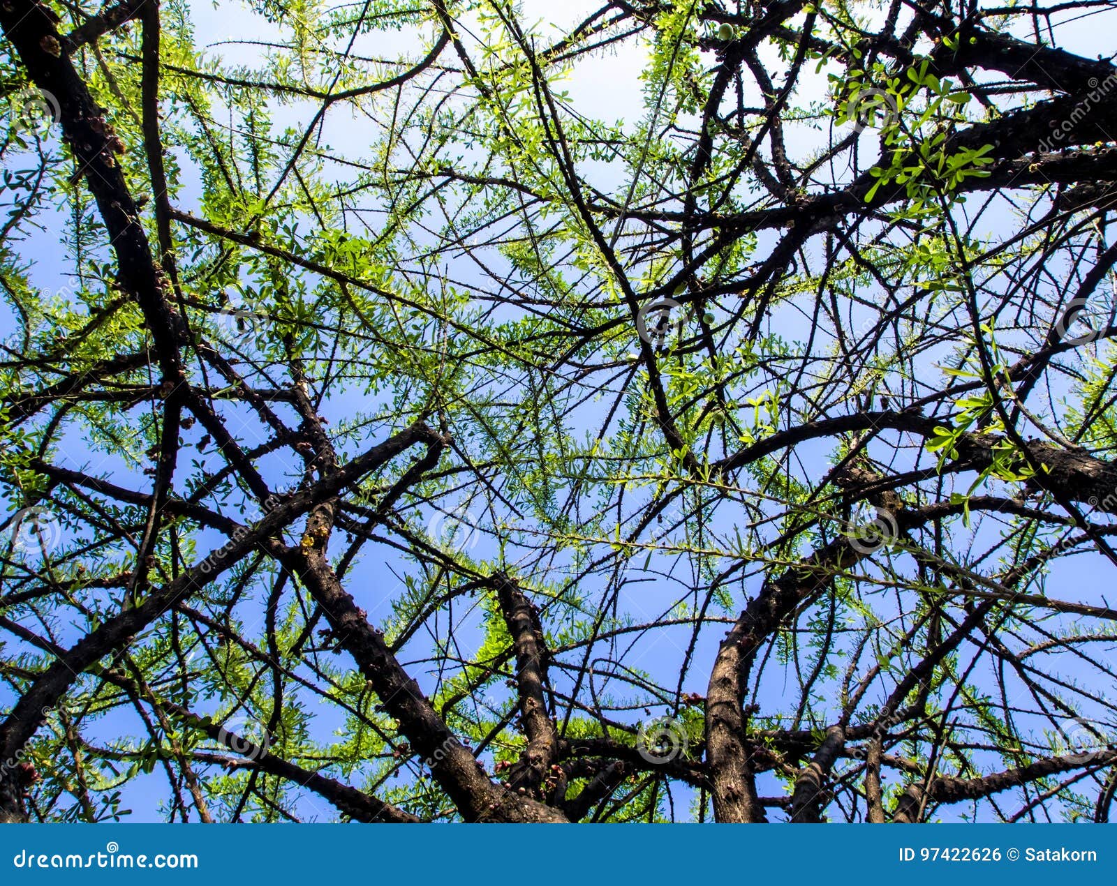 Leaf of Calabash tree stock photo. Image of flower, tree - 97422626