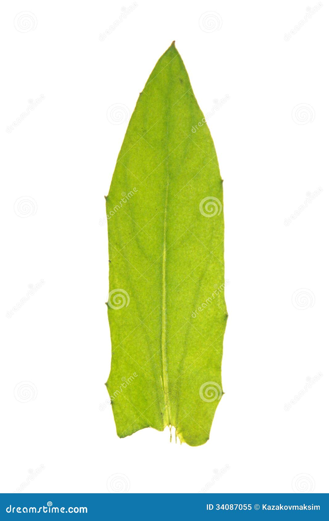 Leaf of Calendula Isolated on White Stock Image - Image of ornamental ...