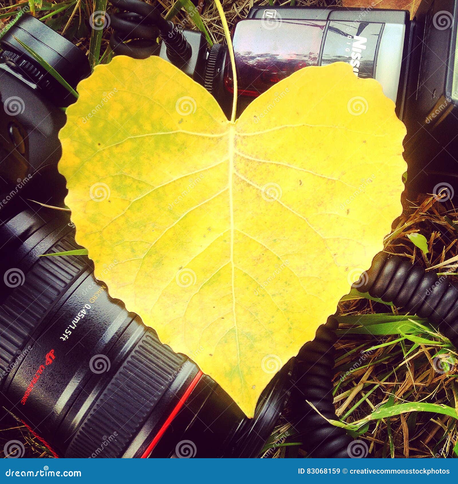 Leaf On Camera Picture. Image: 83068159