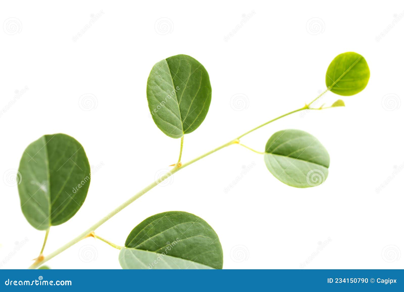 Leaf of caper plant. stock photo. Image of leaves, spine - 234150790
