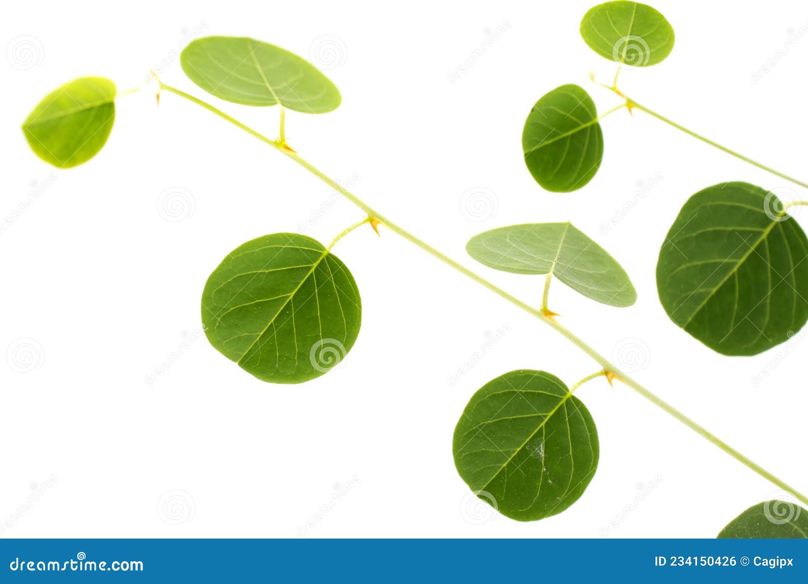 Leaf of caper plant. stock photo. Image of isolated - 234150426