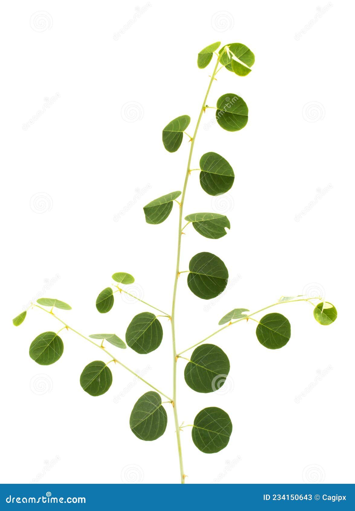 Leaf of caper plant. stock image. Image of macro, pricker - 234150643