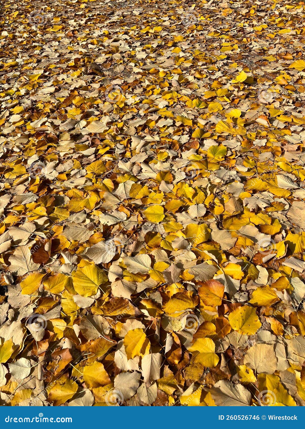 Leaf carpet in autumn stock photo. Image of texture - 260526746