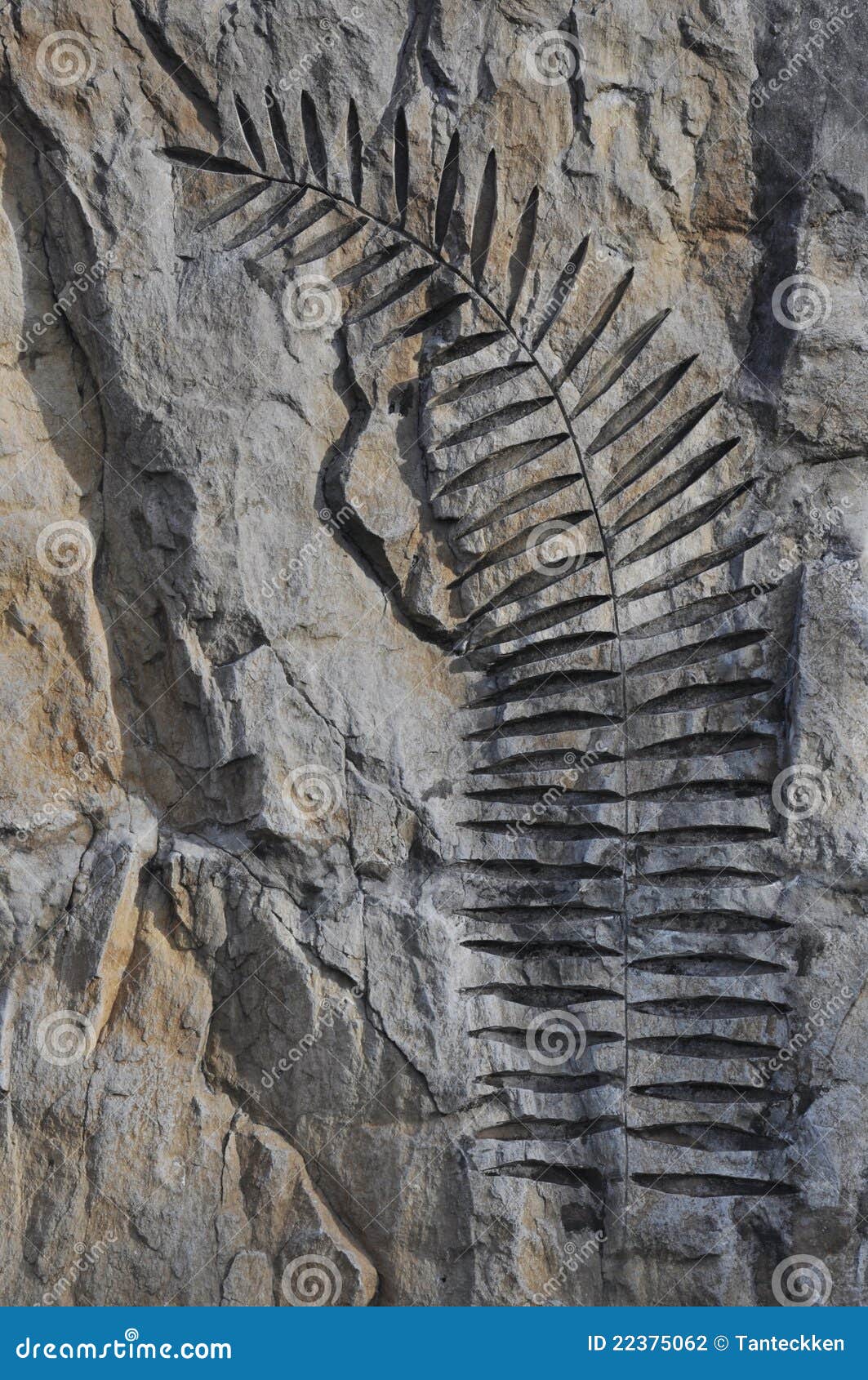 Leaf carved in a stone stock photo. Image of burned, brick - 22375062