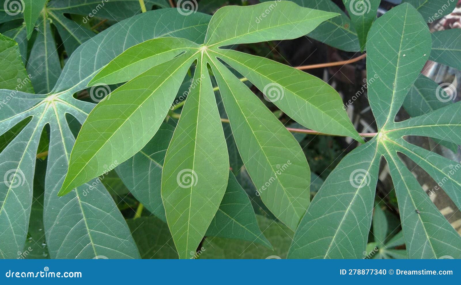 Leaf cassava stock photo. Image of plant, blossom, maple - 278877340