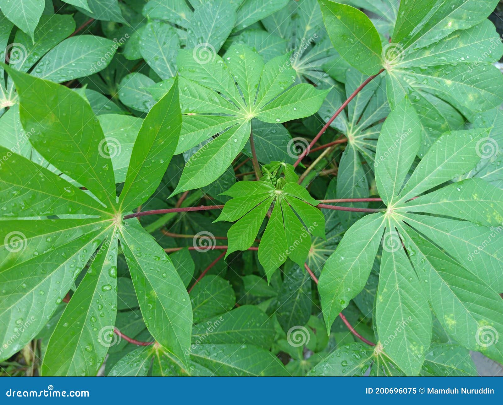 The leaf of Cassava stock image. Image of fresh, leaf - 200696075