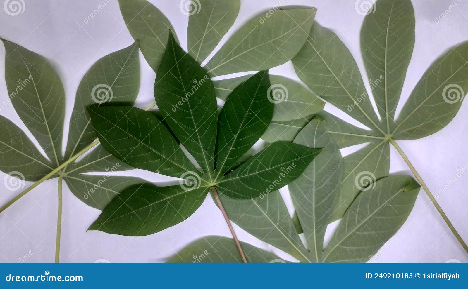 Leaf from a Cassava Tree Form Back and Front Stock Image - Image of ...