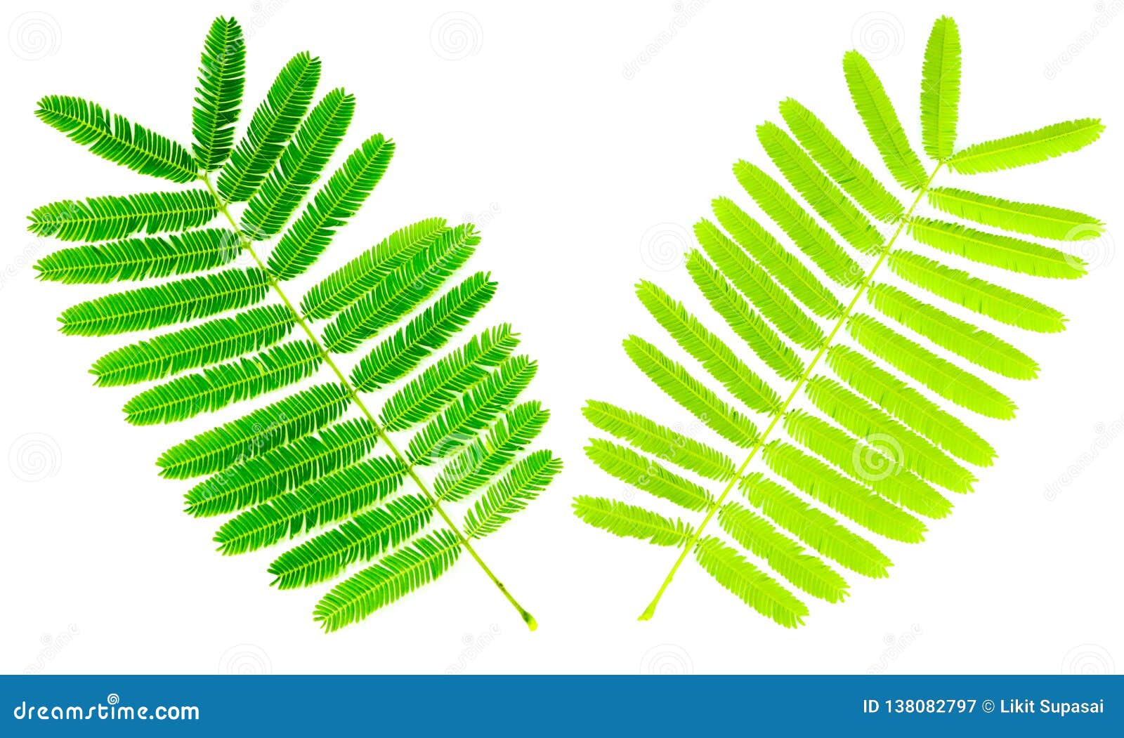 Leaf Catechu Herbal Closeup Stock Image - Image of flora, gourmet ...