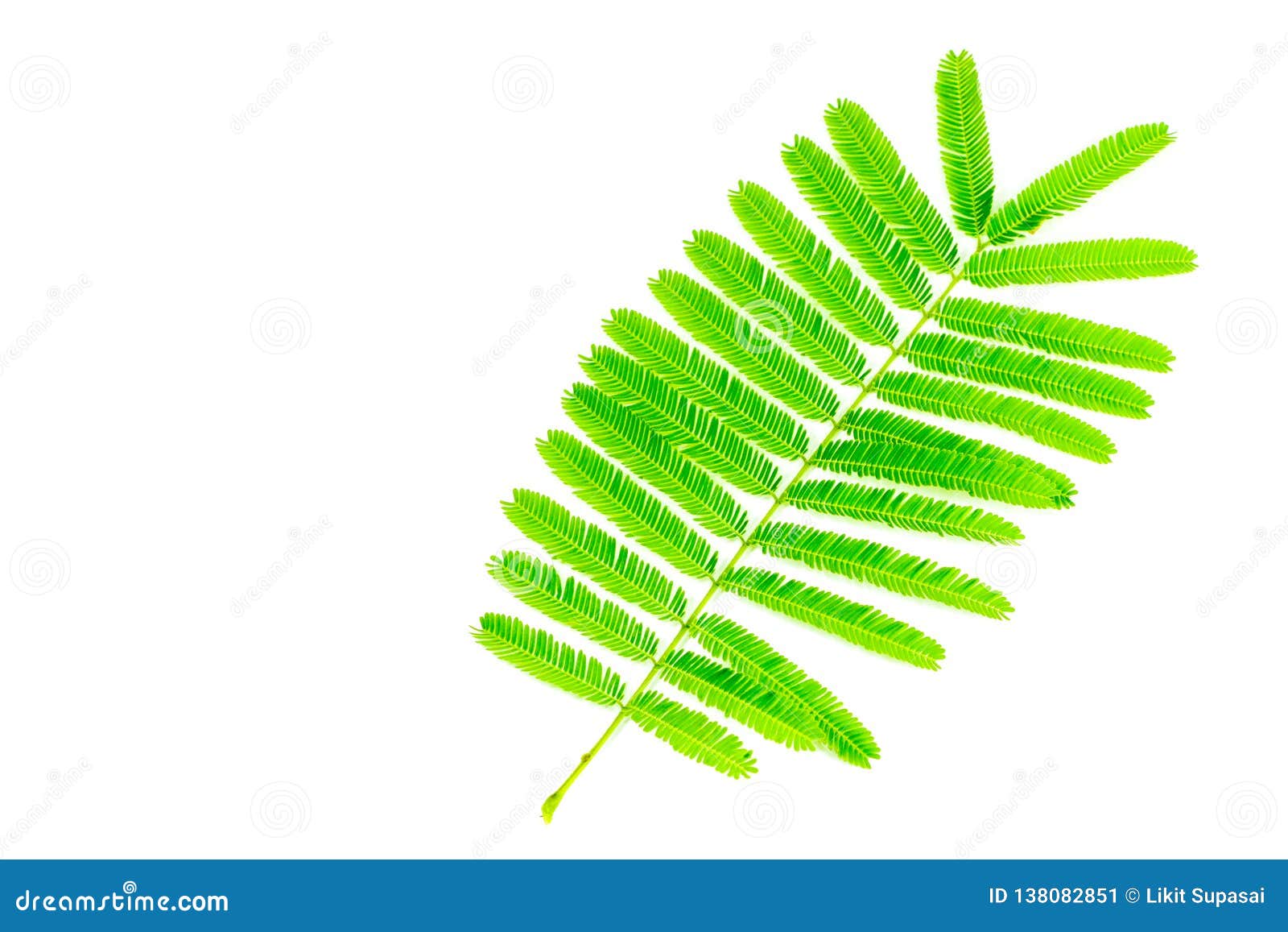 Leaf Catechu Herbal Closeup Stock Image - Image of ferns, close: 138082851