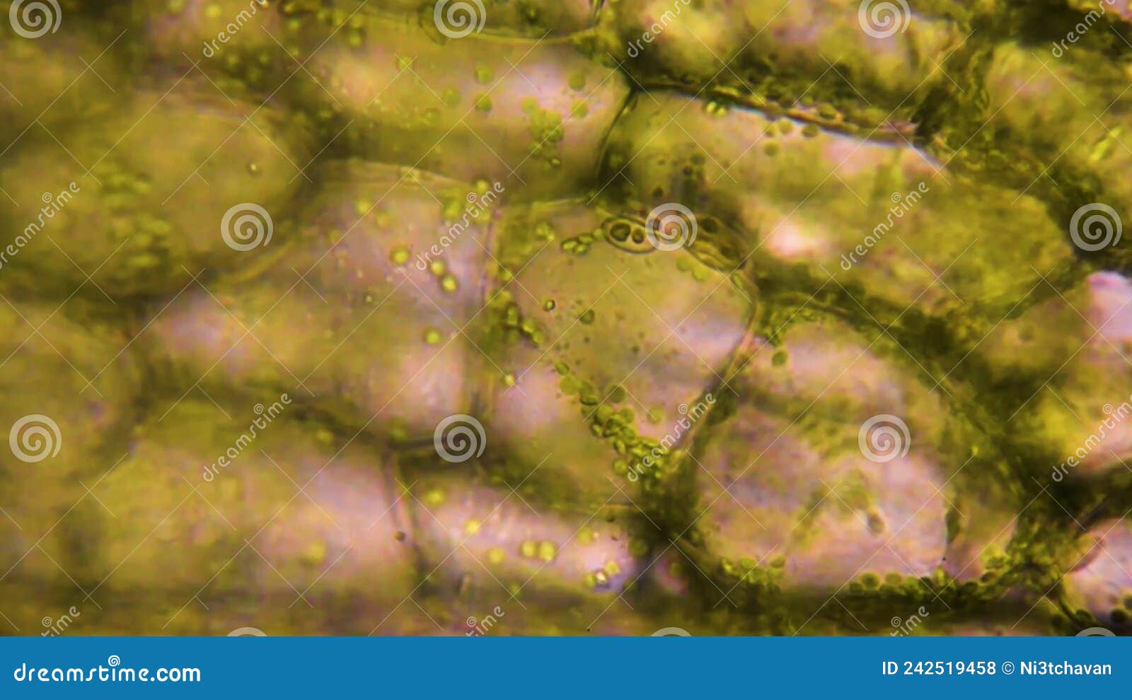 Elodea Cell Under Microscope 100x