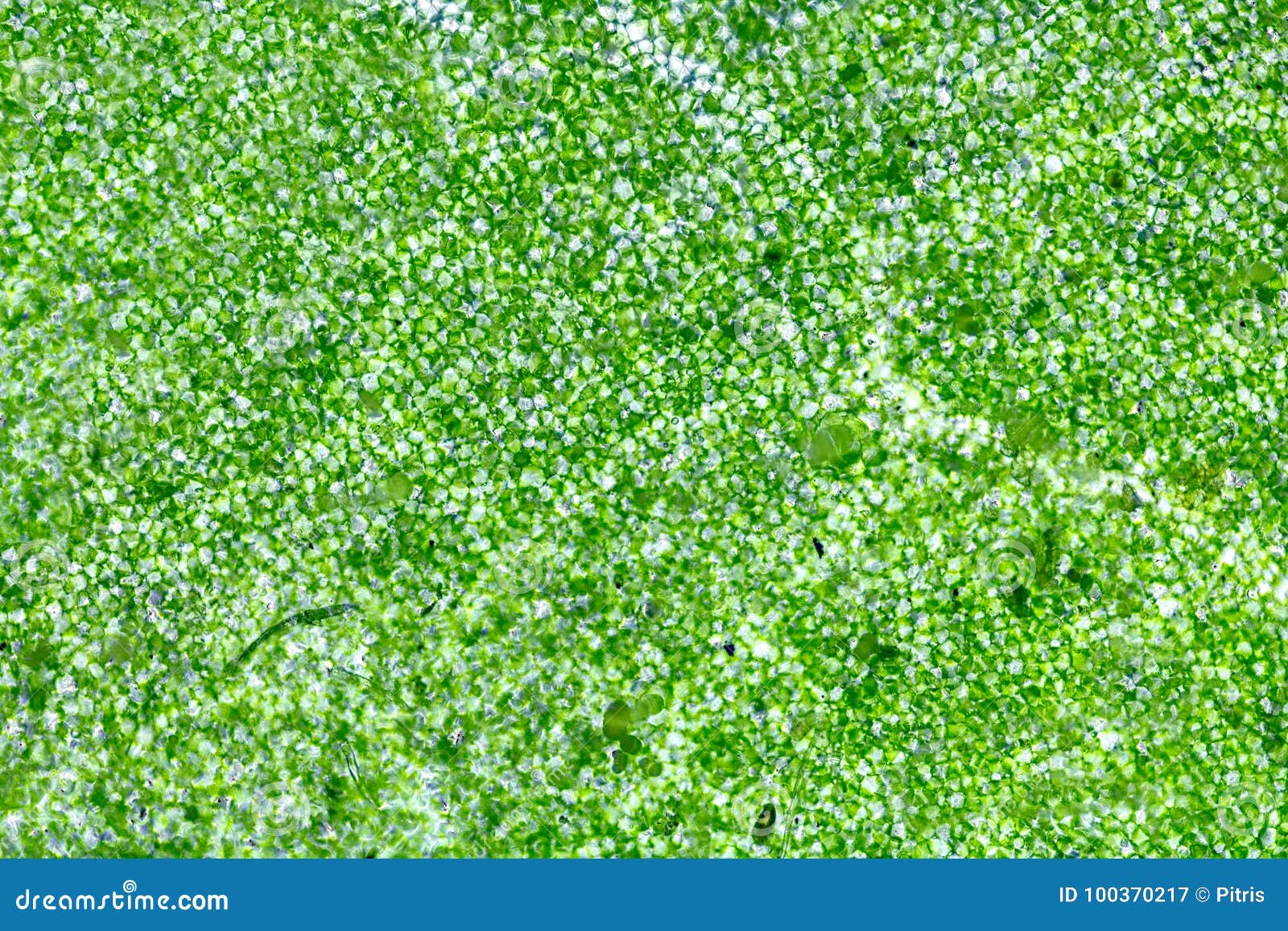 Leaf Cells Under Microscope. Stock Image - Image of life, biochemistry ...