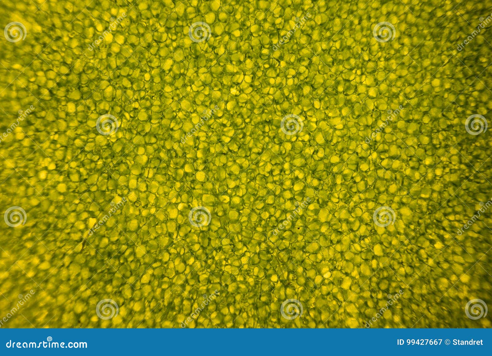 Leaf Cells Under Microscope. Micrograph, Leaf Under a Microscope, Organ ...