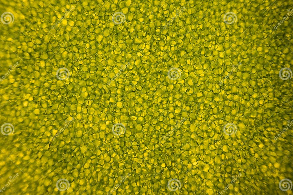 Leaf Cells Under Microscope. Micrograph, Leaf Under a Microscope, Organ ...