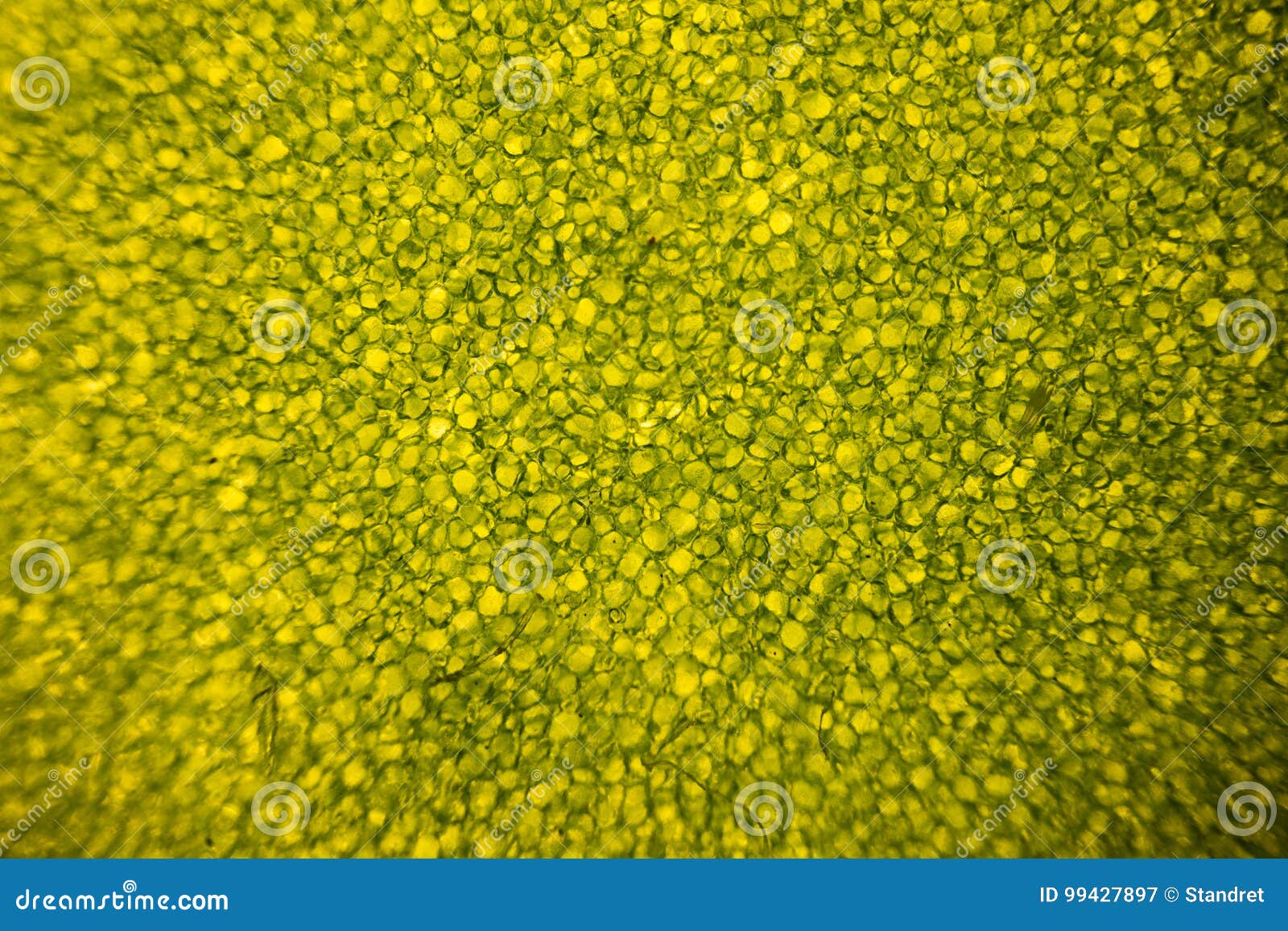 Leaf Cells Under Microscope. Micrograph, Leaf Under a Microscope, Organ ...