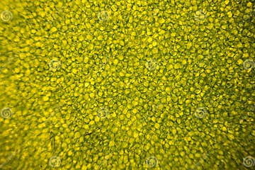 Leaf Cells Under Microscope. Micrograph, Leaf Under a Microscope, Organ ...