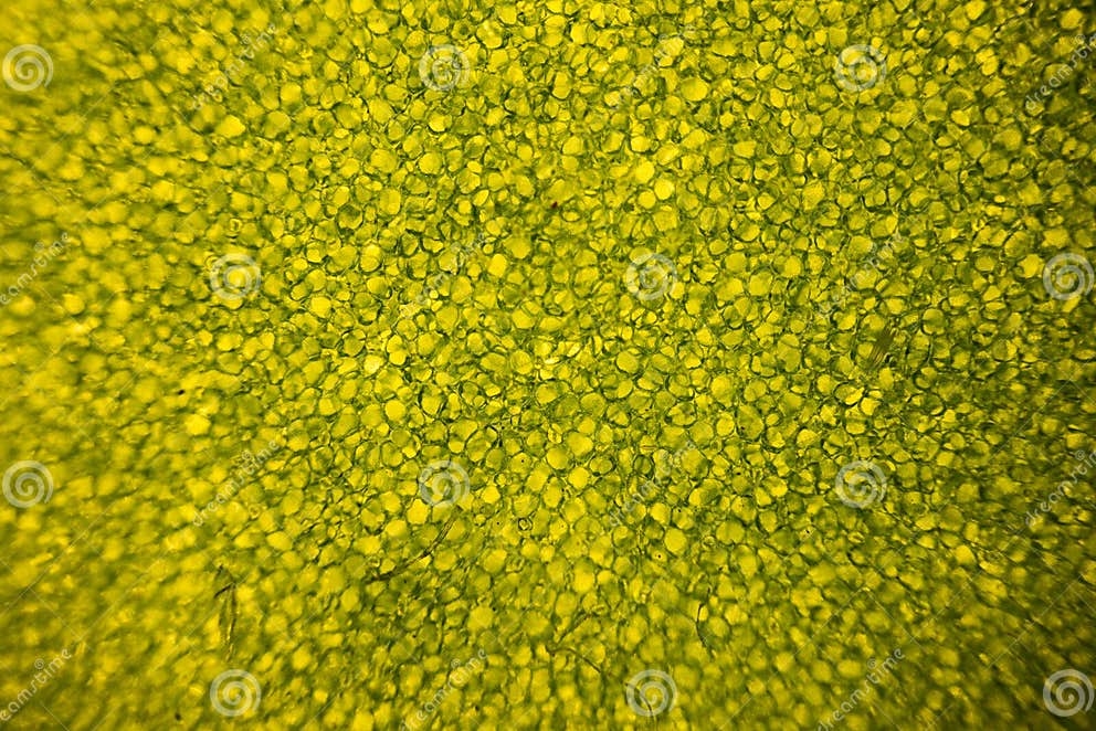 Leaf Cells Under Microscope. Micrograph, Leaf Under a Microscope, Organ ...