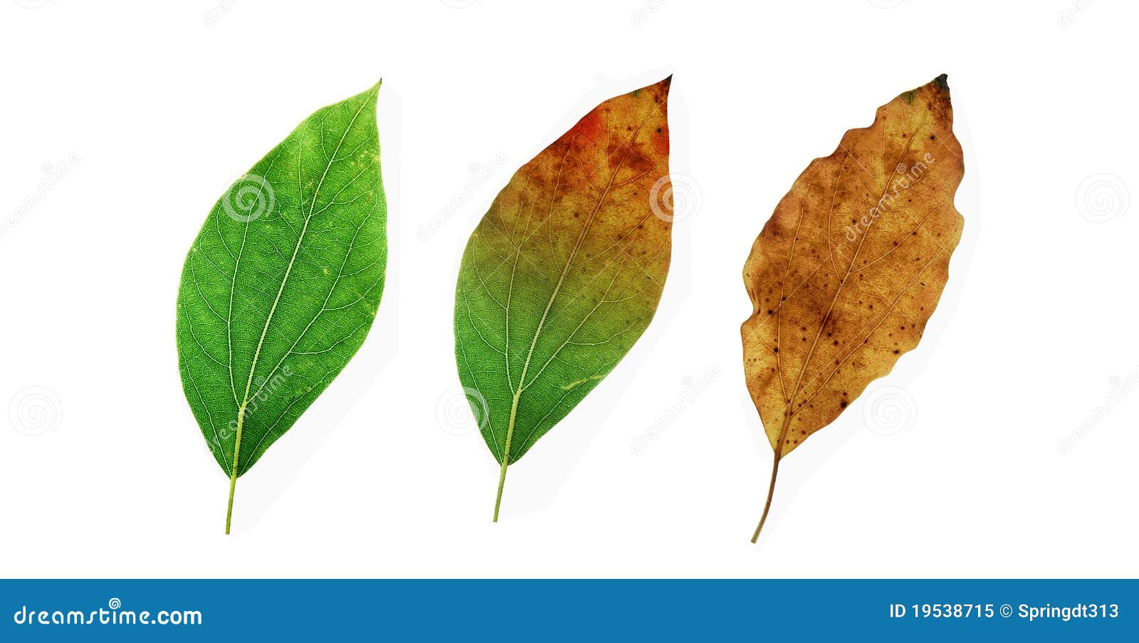 Leaf change stock image. Image of wizened, withered, plant - 19538715