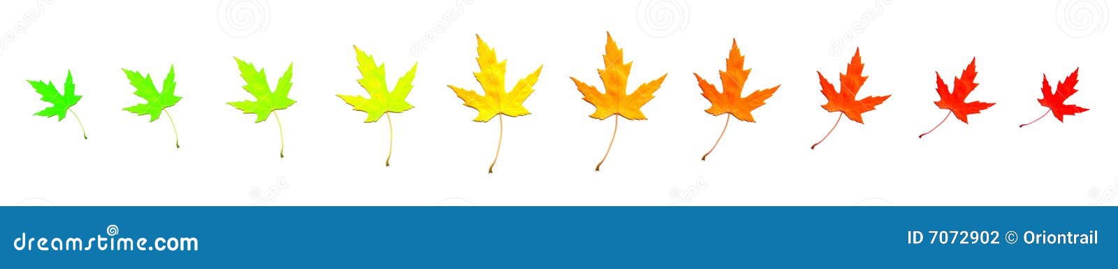 Leaf changing color stock photo. Image of pattern, maple - 7072902