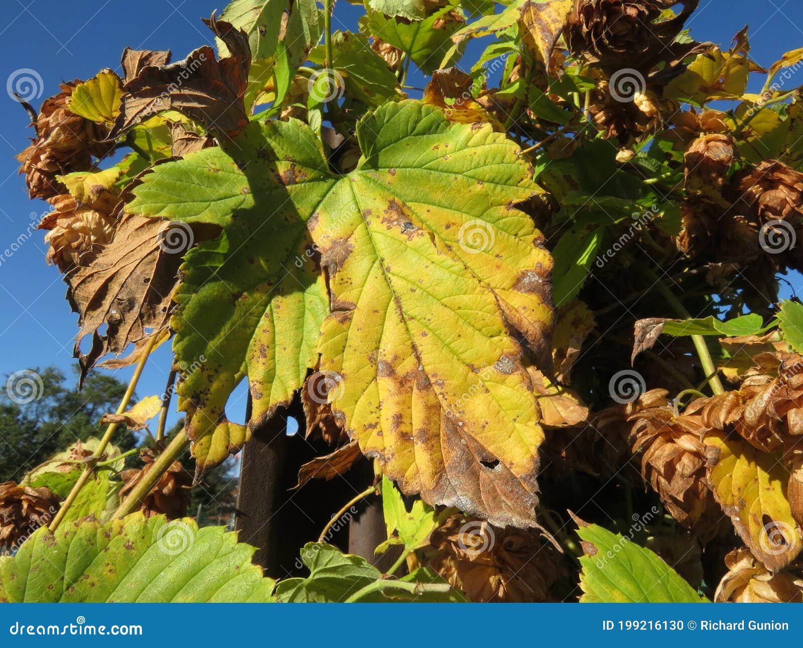 Leaf Changing Color in October Stock Photo - Image of green, foliage ...