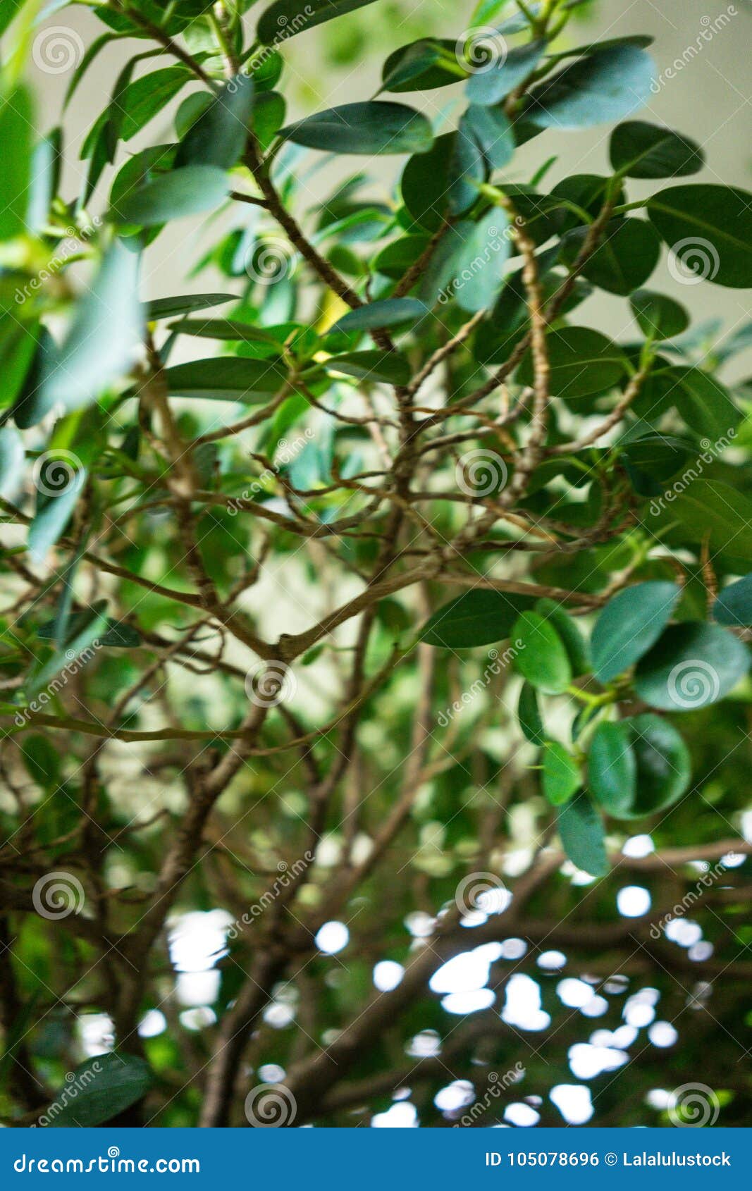 Leaf of Chinese Fig Ficus Microcarpa Panda for Background Stock Photo ...