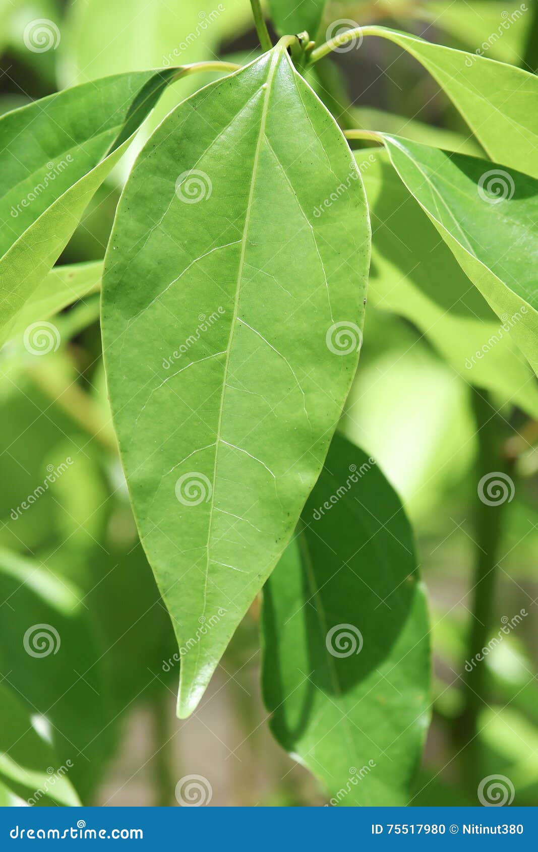 Leaf of Cinnamomum Camphora Tree Stock Photo - Image of sweet, leaf ...
