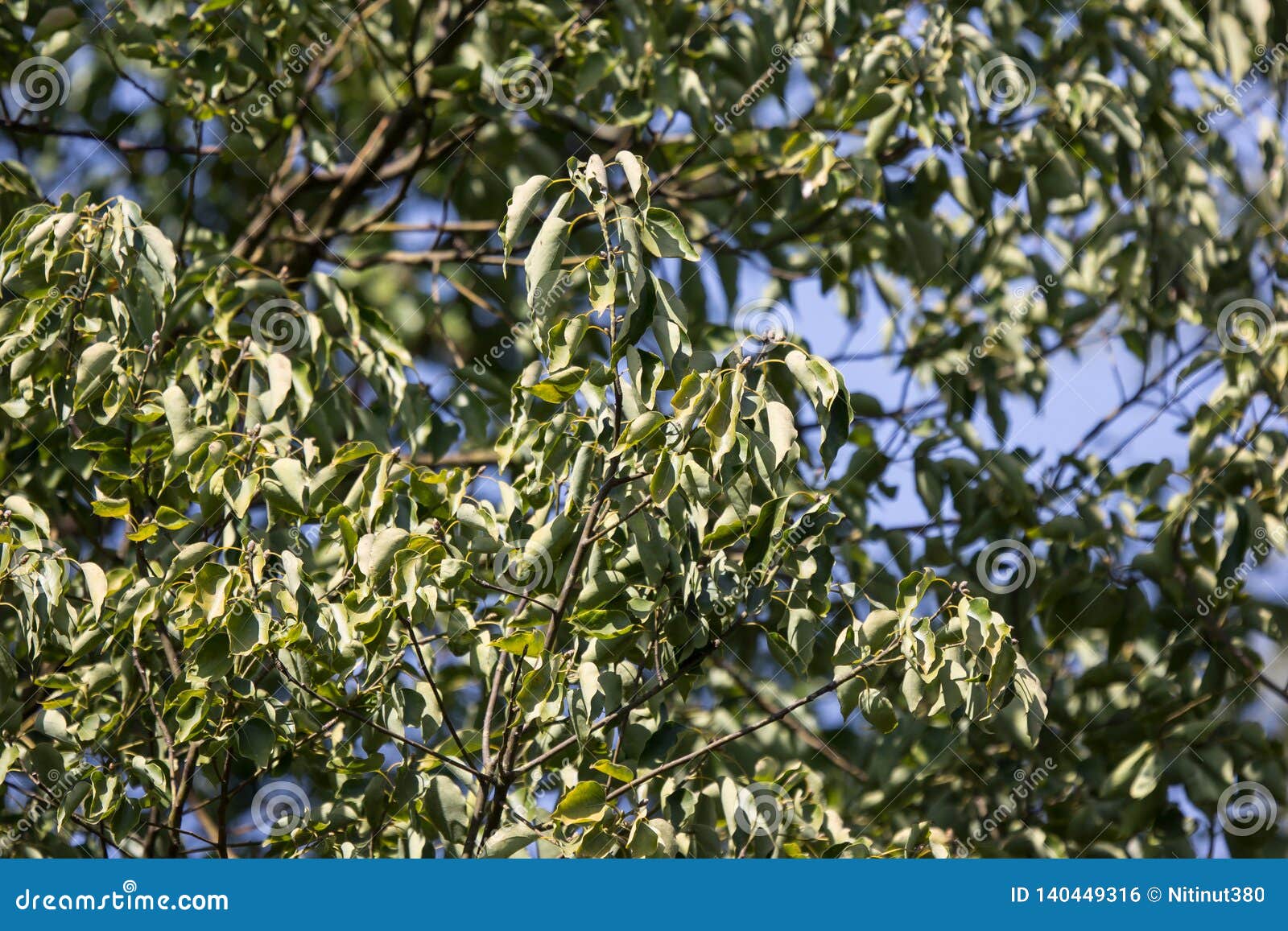 Leaf of Cinnamomum Camphora Tree Stock Photo - Image of tree, bright ...