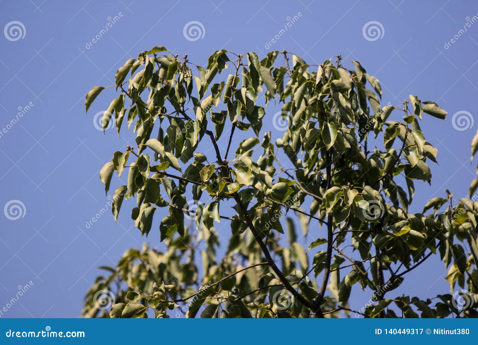Leaf of Cinnamomum Camphora Tree Stock Image - Image of camphora, plant ...