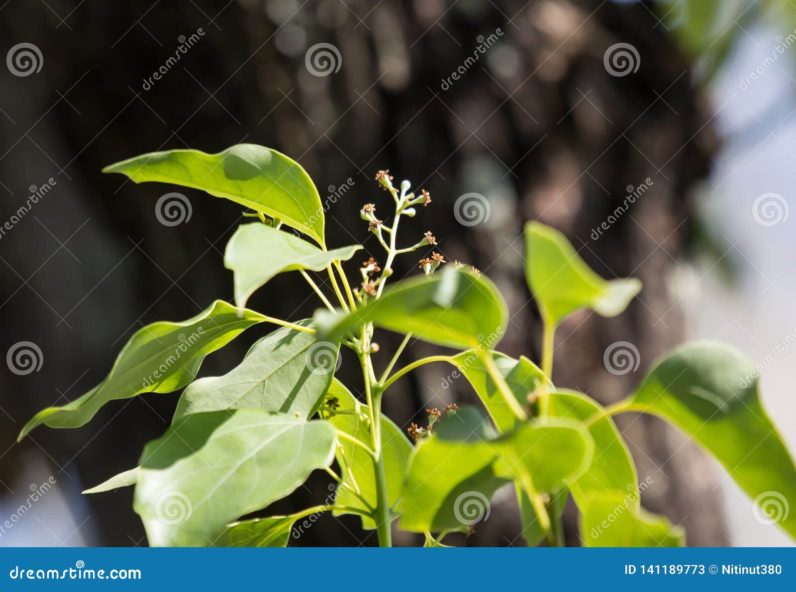 Leaf of Cinnamomum Camphora Tree Stock Image - Image of bright, canopy ...